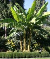 Bananowiec Musa Basjoo W donicy | drzewka-faworytka.pl