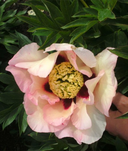 Piwonia Itoh Pastel Splendor w donicy Drzewka-faworytka.pl
