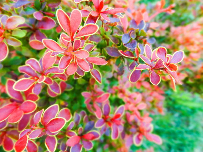 Berberitzen (Berberis) – farbenfrohe & pflegeleichte Sträucher